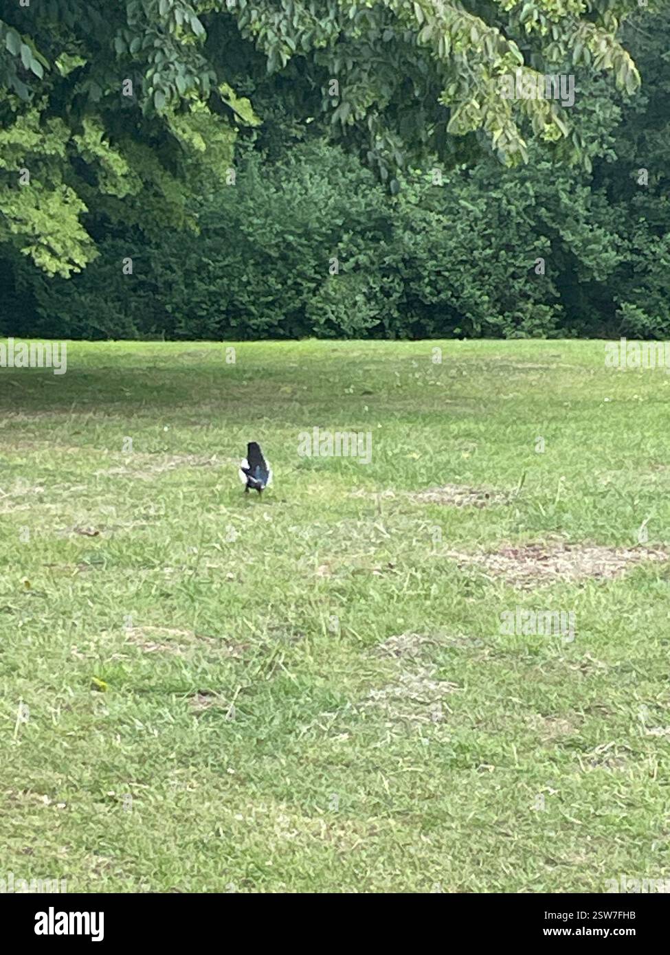 Eurasian Magpie (Pica pica), Aves, Brook Farm Open Space, London ...