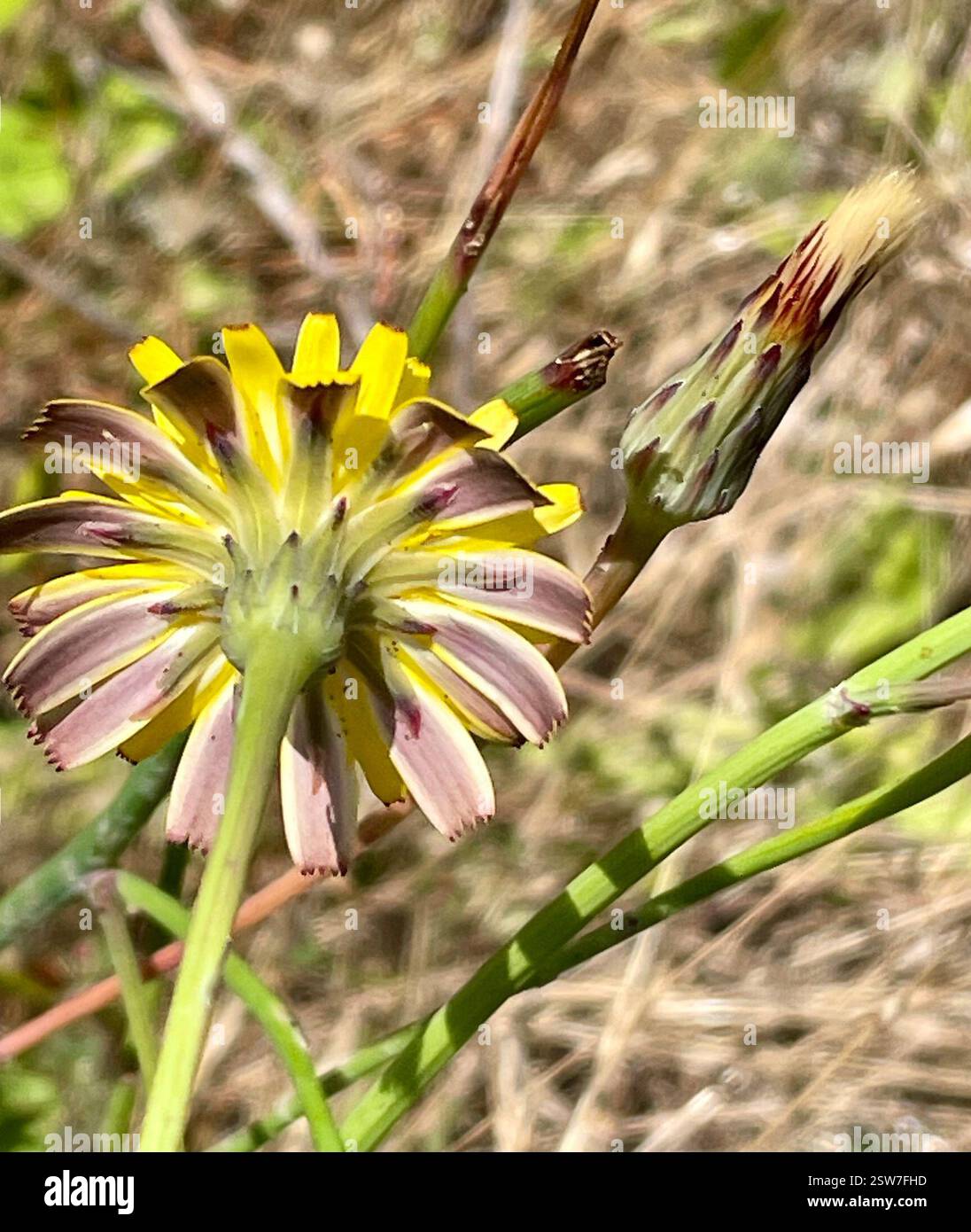 Common Cat's-ear (Hypochaeris radicata), Plantae, Fort Ord National Monument, Salinas, CA, US ...