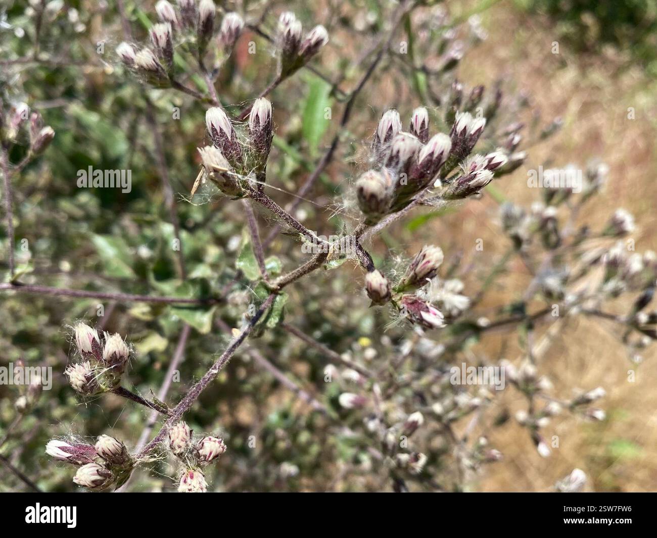 Sacapellote (Acourtia microcephala), Plantae, San Dieguito River Park ...