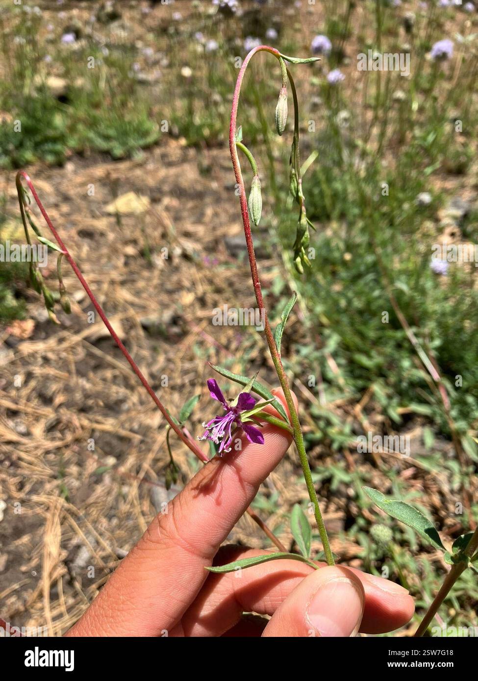 diamond clarkia (Clarkia rhomboidea), Plantae, Eldorado National Forest ...