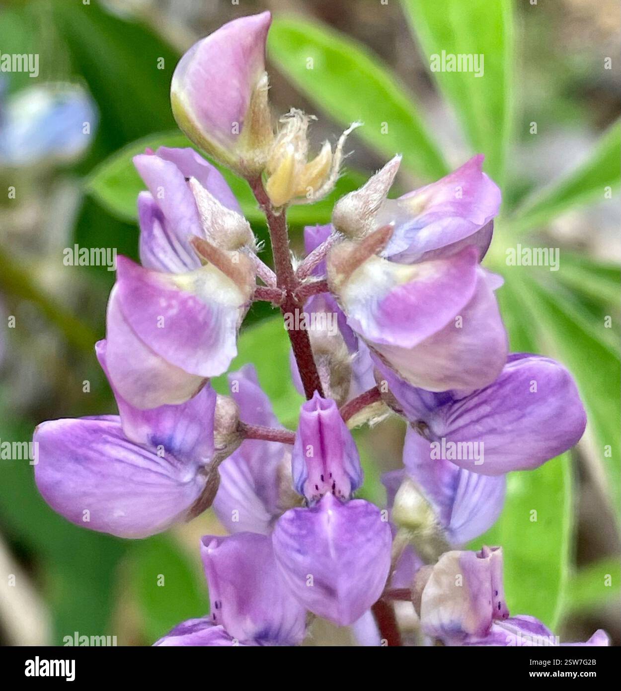 Broadleaf Lupine (Lupinus latifolius), Plantae, Carmel, CA, US, Lupine ...