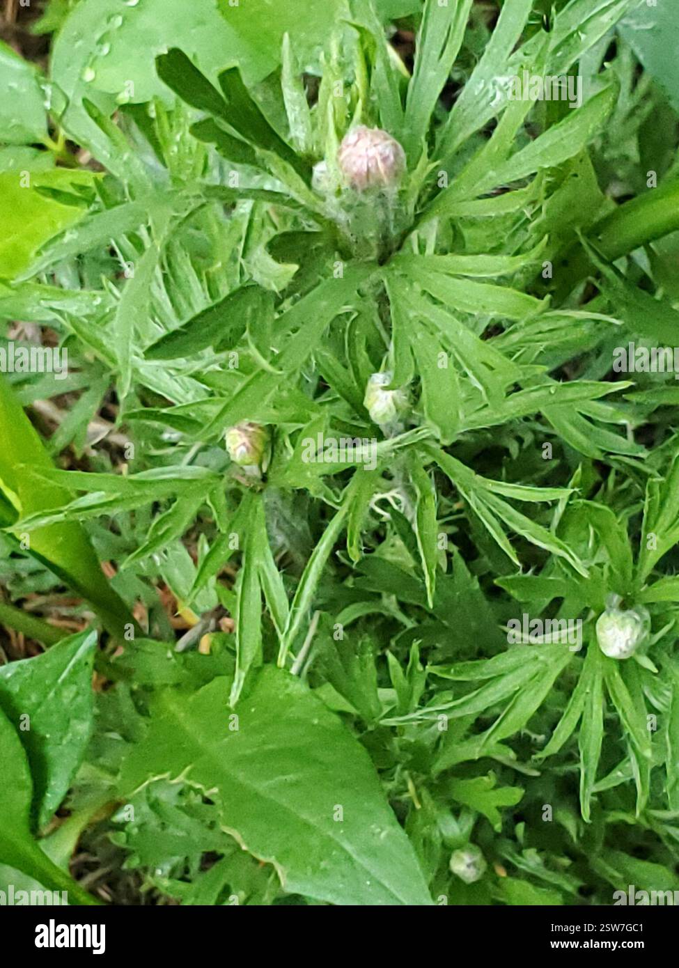 Cutleaf Anemone (Anemone multifida), Plantae, Fergus County, MT, USA ...
