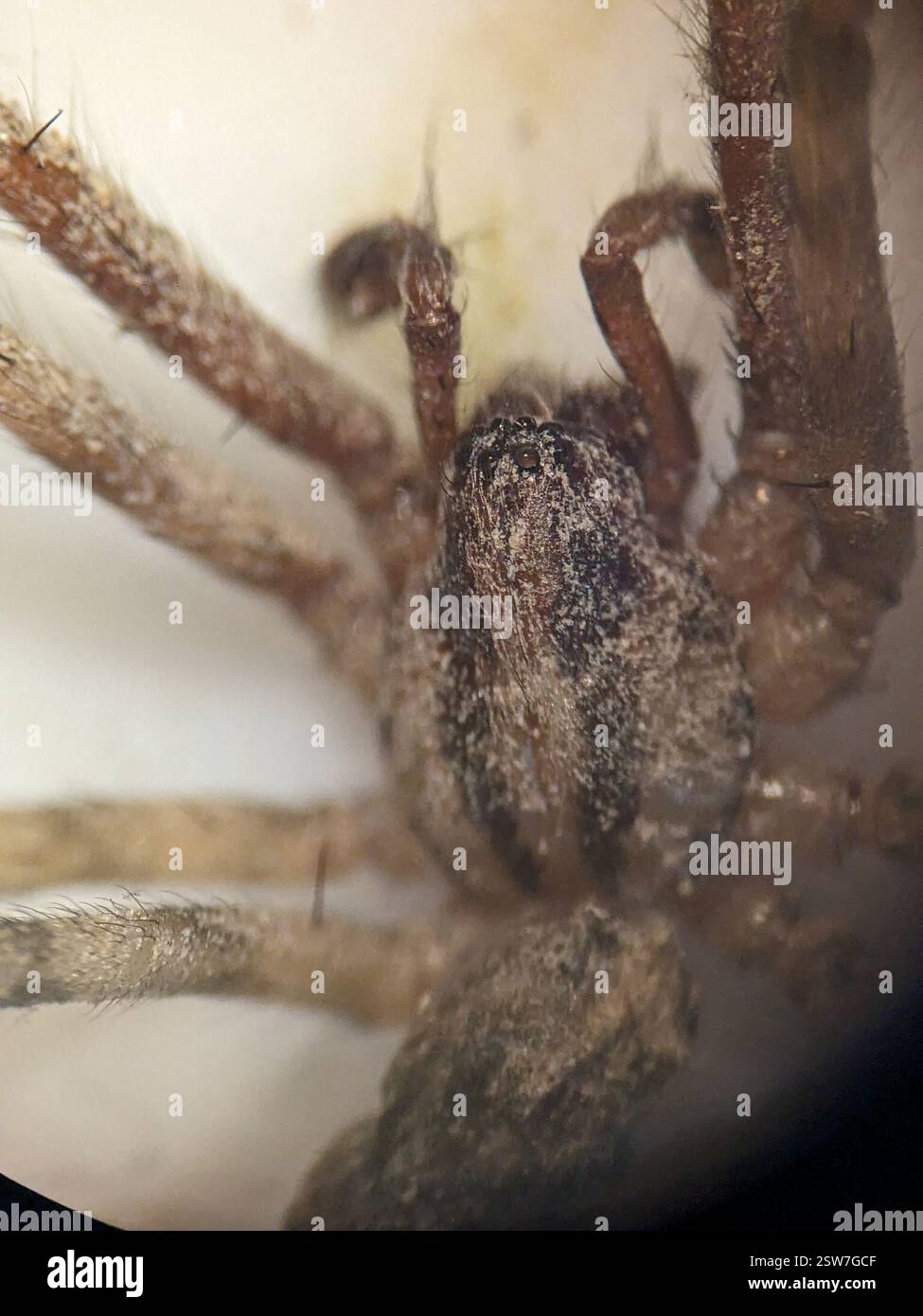 Cardinal Spider (Tegenaria parietina), Arachnida, 24610 Montpeyroux ...