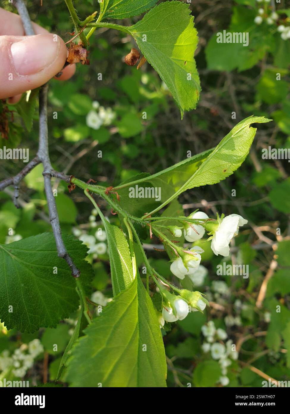 Dodge's Hawthorn (Crataegus dodgei), Plantae, comté de Middlesex, ON ...