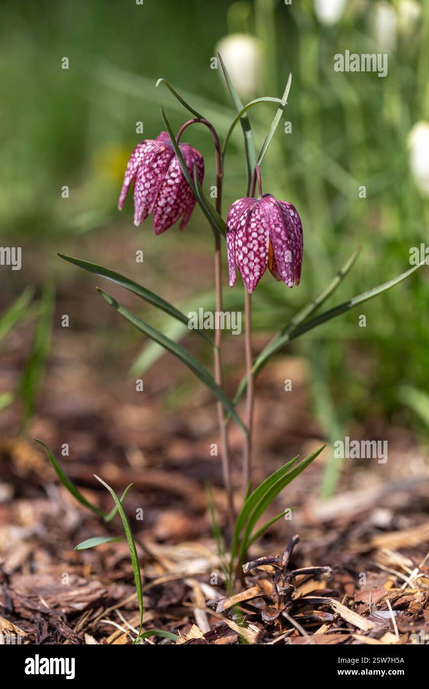 Delicate fritillary flowers with checkered petals blooming in spring ...