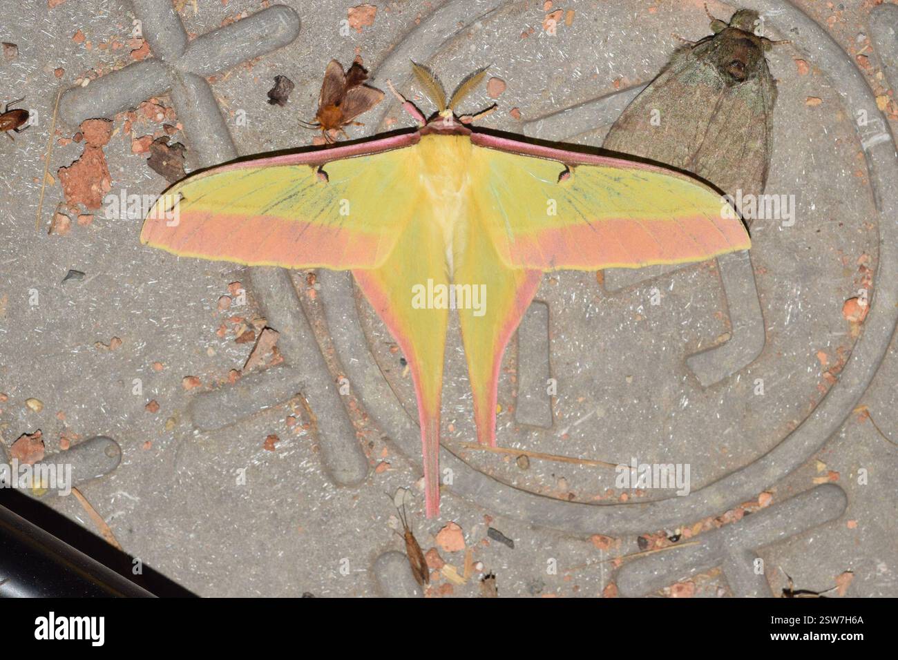 Chinese Moon Moth (Actias dubernardi), Insecta, 中国浙江省杭州市临安区 Stock Photo ...