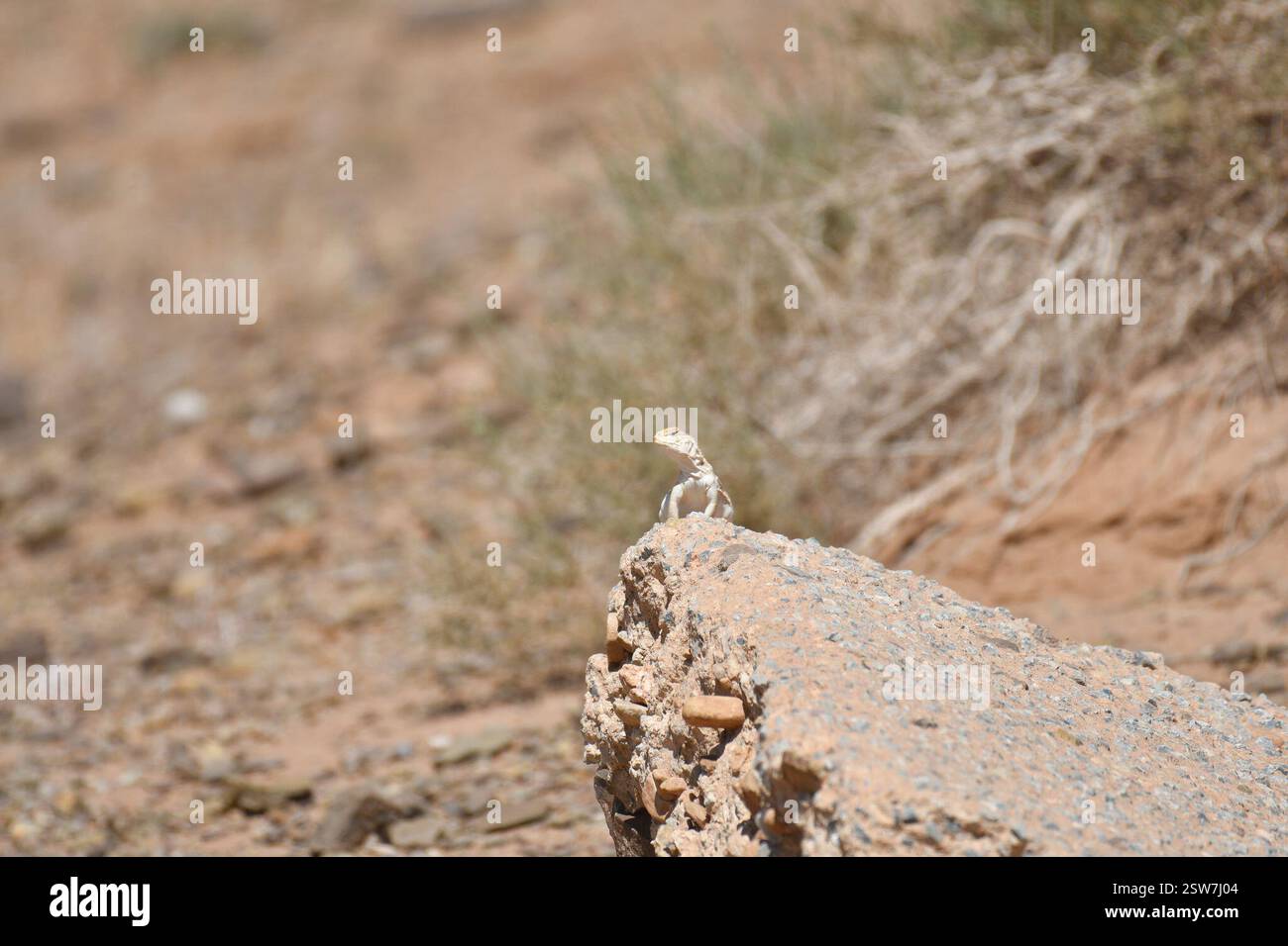 Moroccan Spiny-tailed Lizard (Uromastyx nigriventris), Reptilia, Assa ...