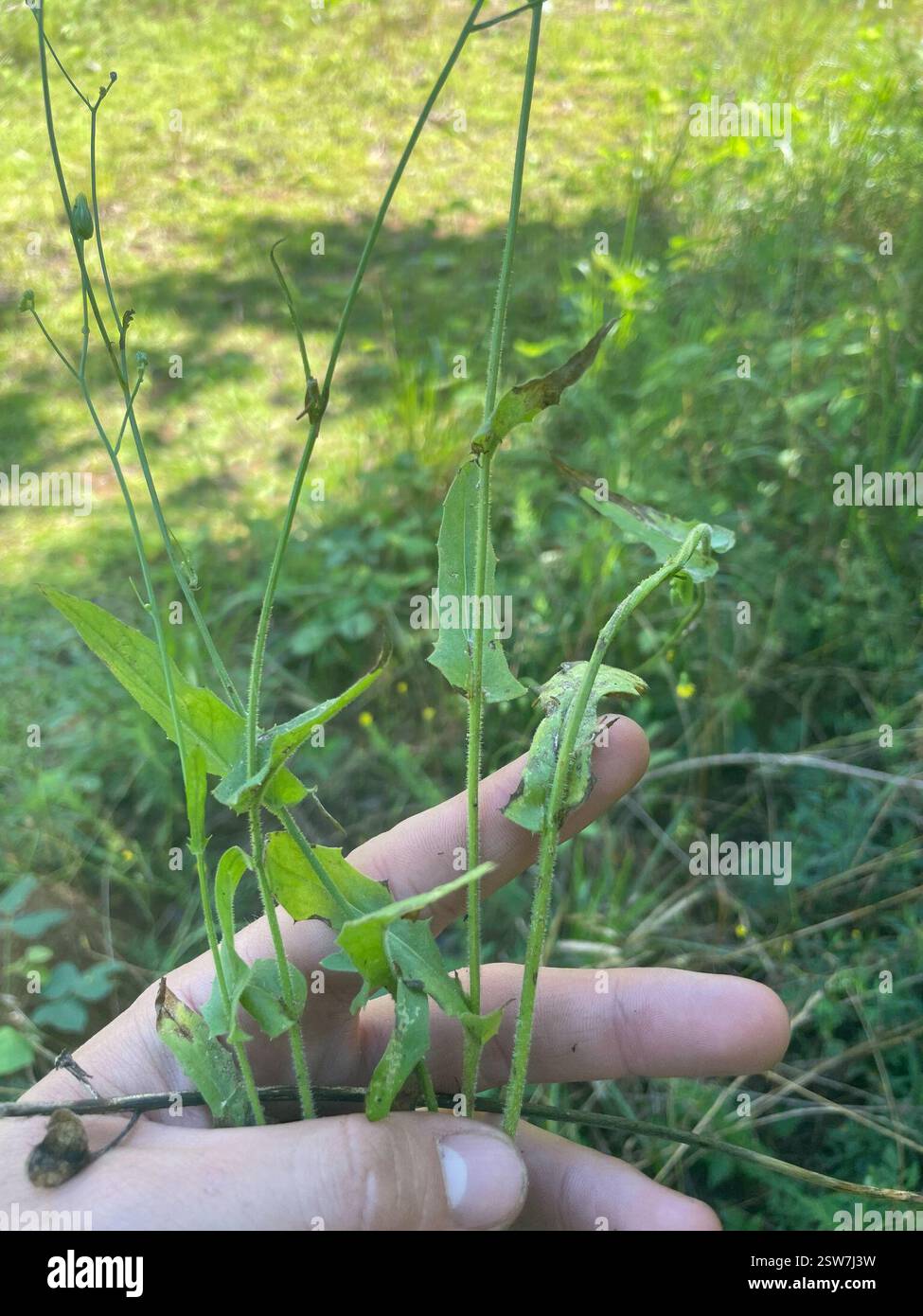 Small-flower Hawk's-beard (Crepis pulchra), Plantae, Mississippi, US ...
