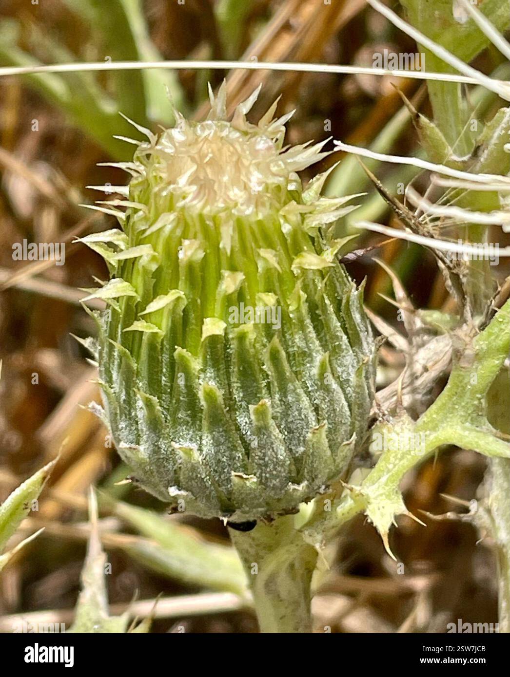 Alameda thistle (Cirsium quercetorum), Plantae, Fort Ord National ...