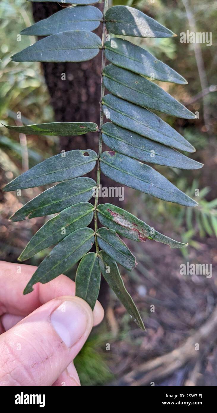 Cedar wattle (Acacia elata), Plantae, Blue Mountains, AU-NS, AU Stock ...