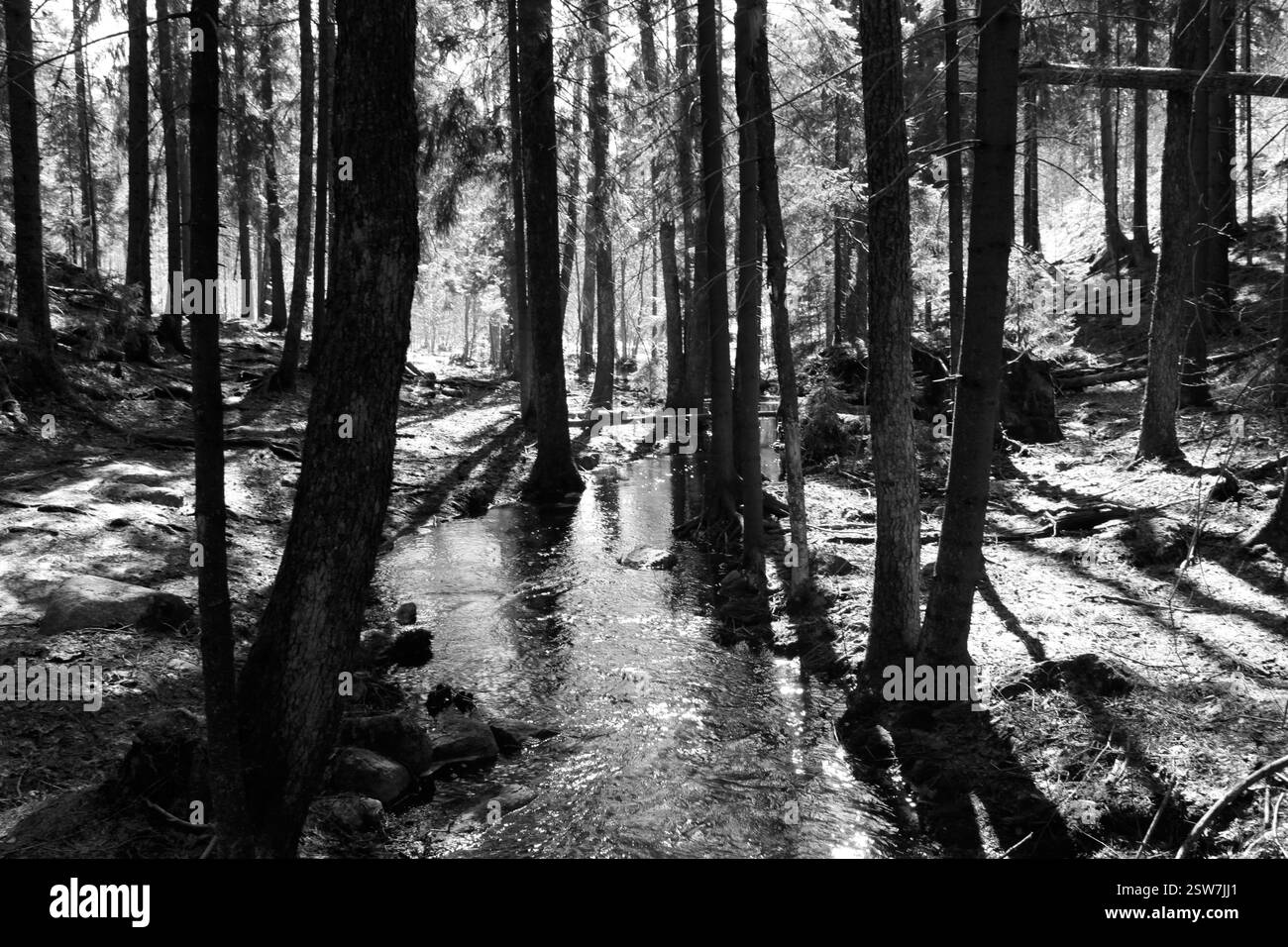 A black-and-white forest landscape on a bright spring day. Sunlight ...