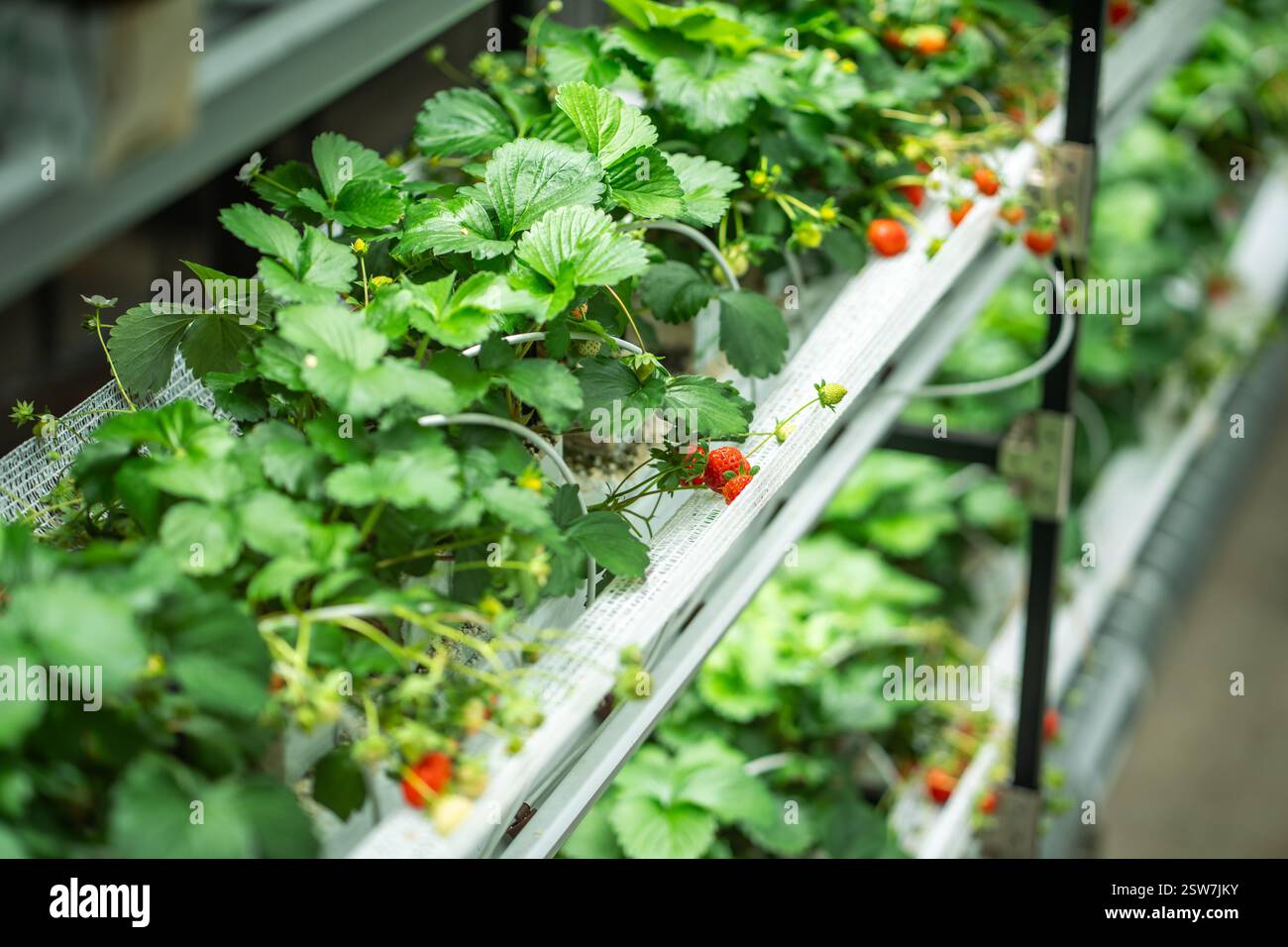 Strawberry cultivation in greenhouse. Mini-farm for growing Fragaria ...