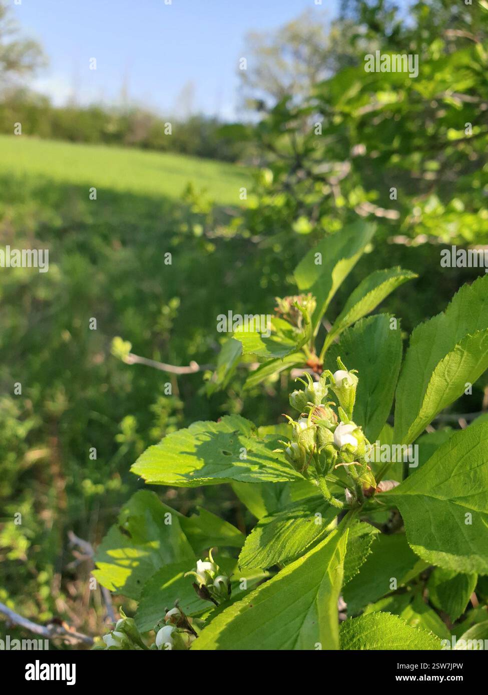 dotted hawthorn (Crataegus punctata), Plantae, comté de Middlesex, ON ...