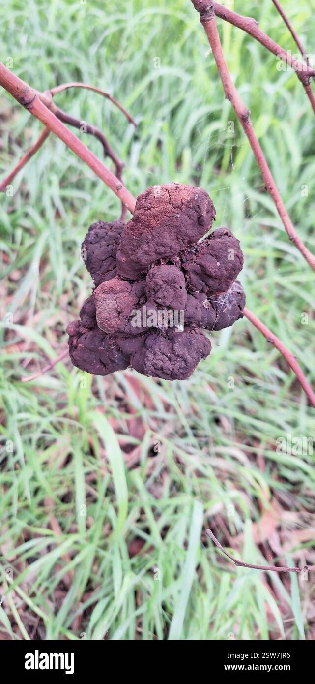 wattle gall rusts (Uromycladium), Fungi, Stop Z1 Sir Donald Bradman Dr ...