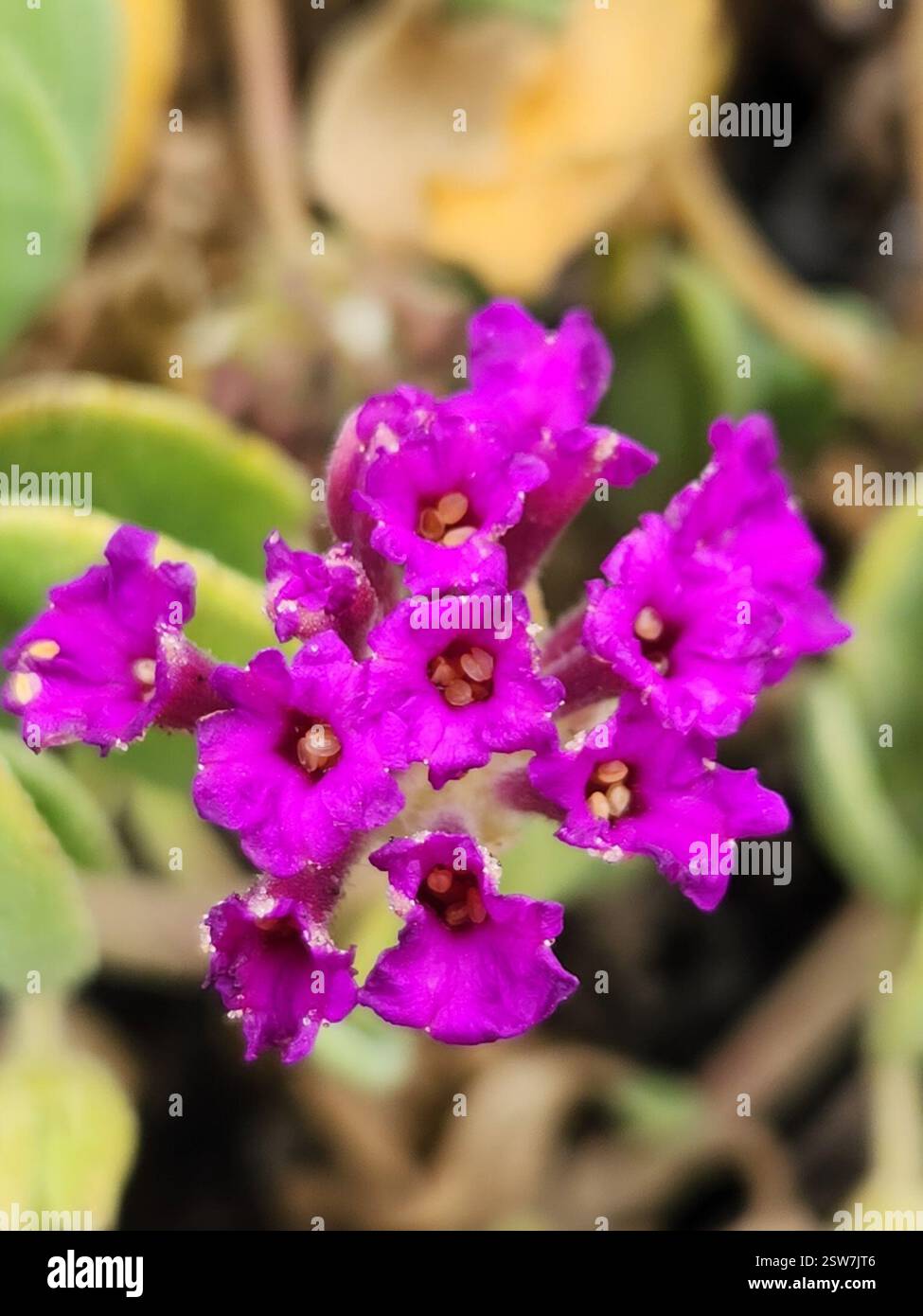 red sand-verbena (Abronia maritima), Plantae, Pismo Beach, CA 93449 ...