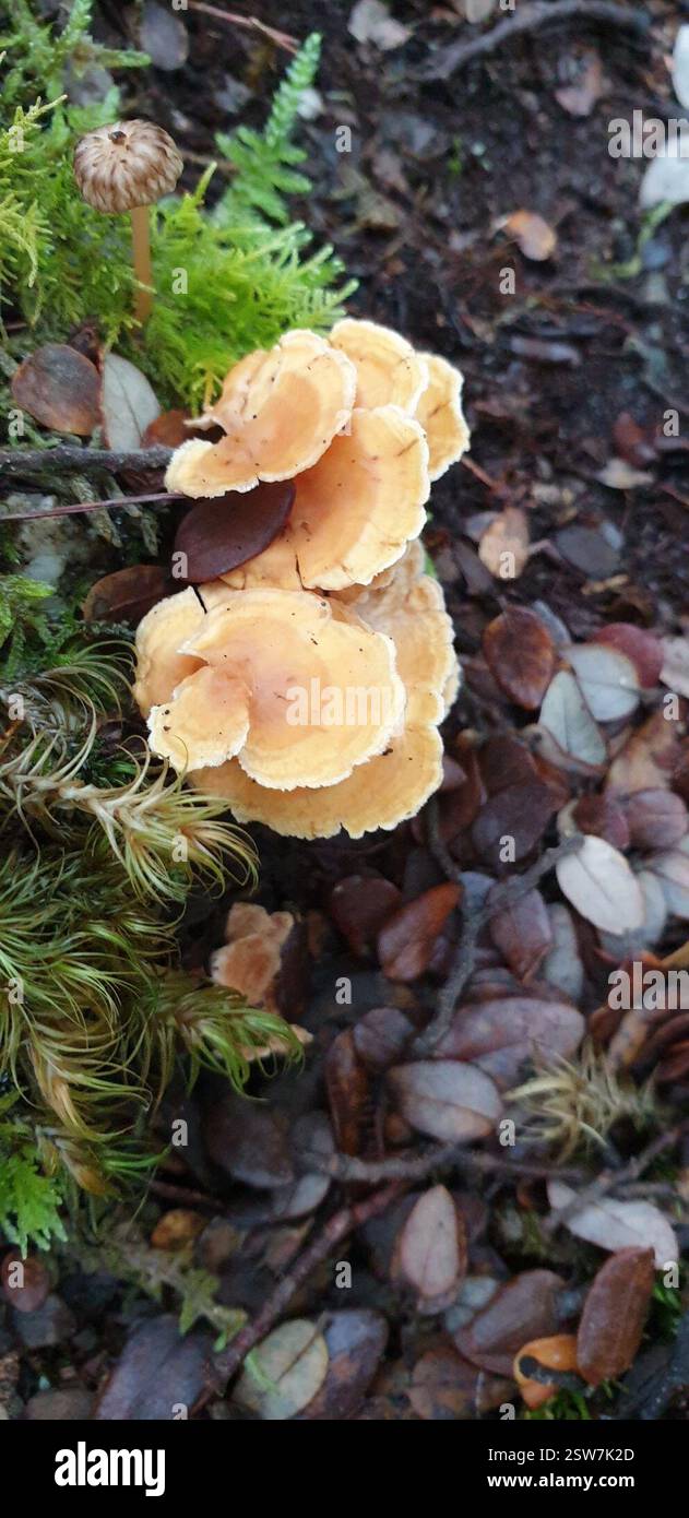 Pagoda Fungus (Podoserpula pusio), Fungi, Mt Crichton Scenic Reserve ...