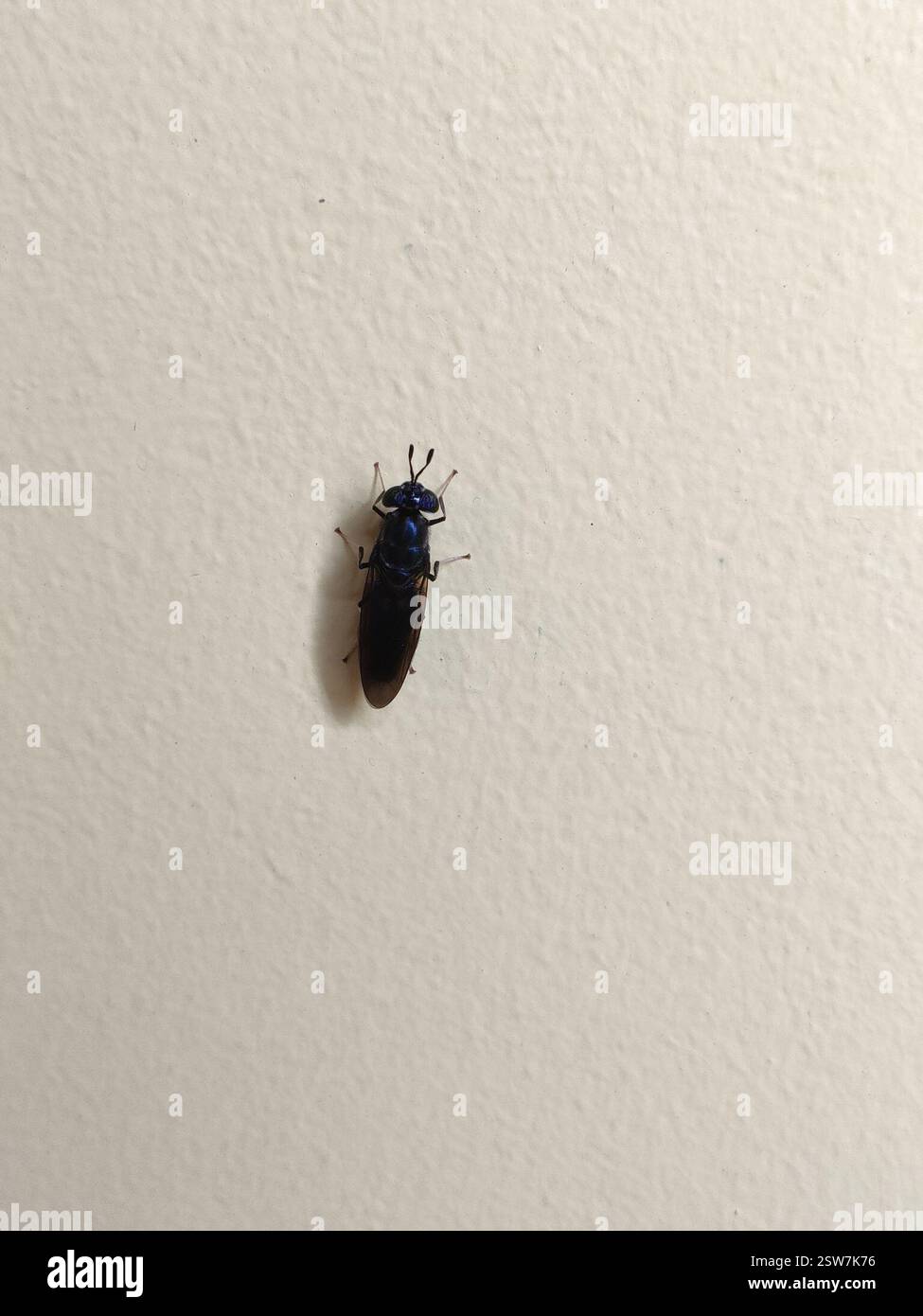 Black Soldier Fly (Hermetia illucens), Insecta, F7QJ+546, Pejeng Kawan ...