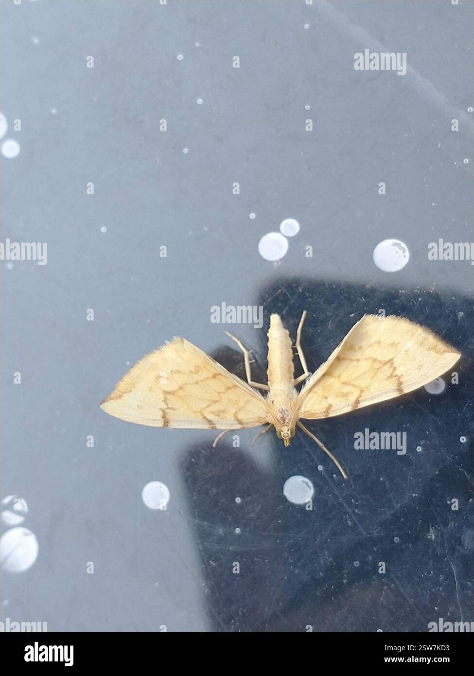 Barred Straw (Gandaritis pyraliata), Insecta, Newton St Loe, Bath BA2 ...