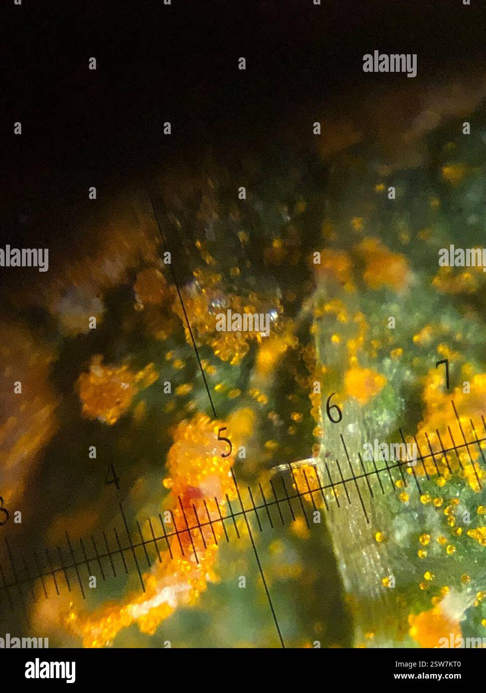 Rust-eating midges (Mycodiplosis), Insecta, Kenmore Rd, Saanich, BC, CA ...