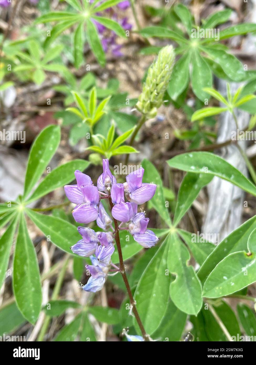 Broadleaf Lupine (Lupinus latifolius), Plantae, Carmel, CA, US, Lupine ...