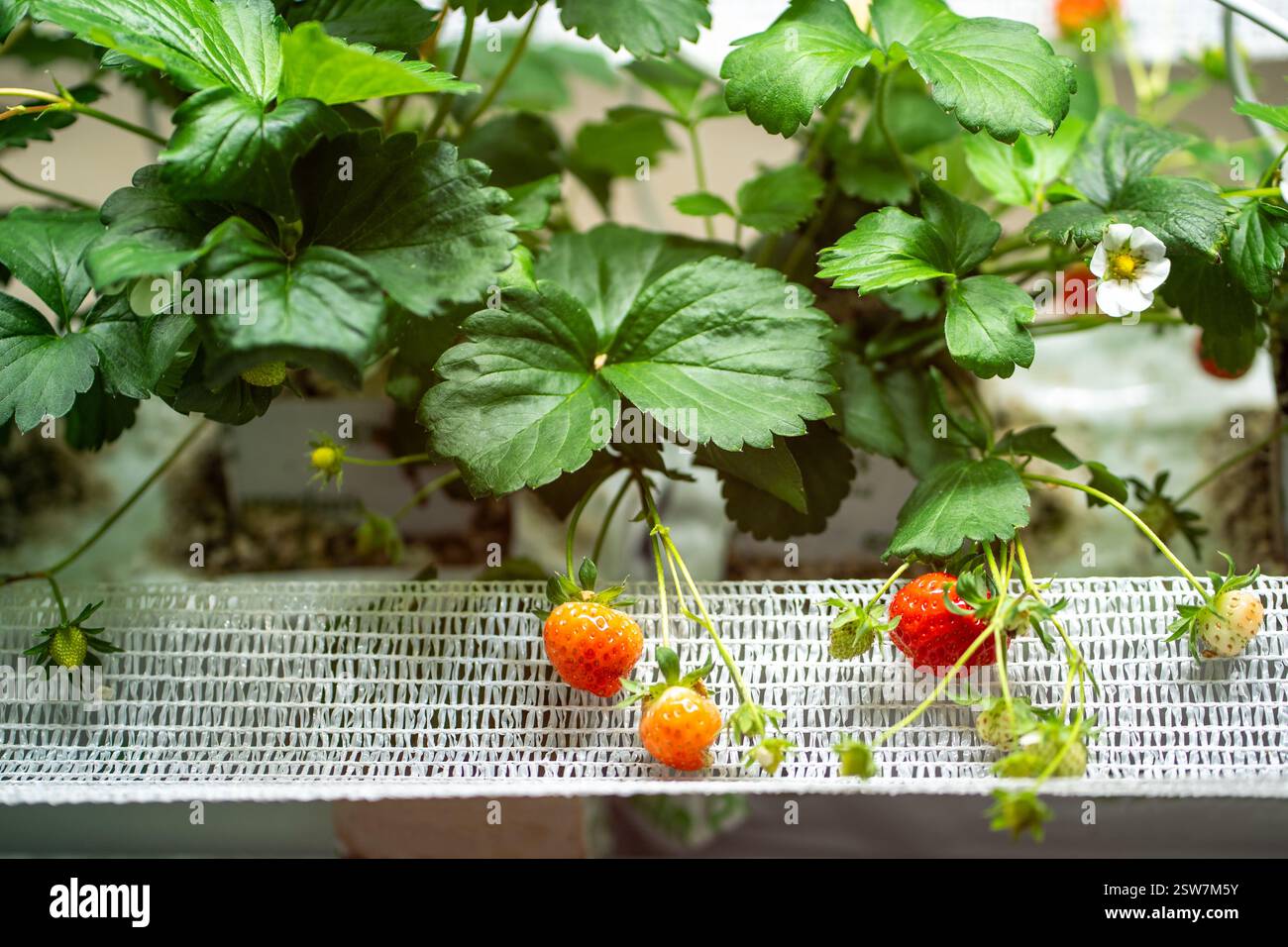 Blooming Strawberry cultivation in greenhouse. Mini-farm for growing ...