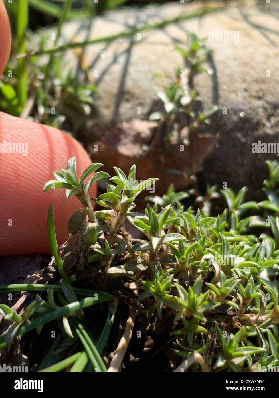 mat daisy (Raoulia tenuicaulis), Plantae, Selwyn, NZ-CA, NZ Stock Photo ...