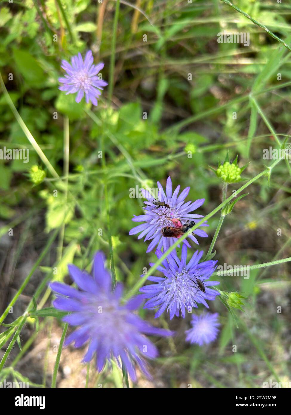 Mining Bees (Andrena), Insecta, Bucine, Toscana, IT Stock Photo - Alamy