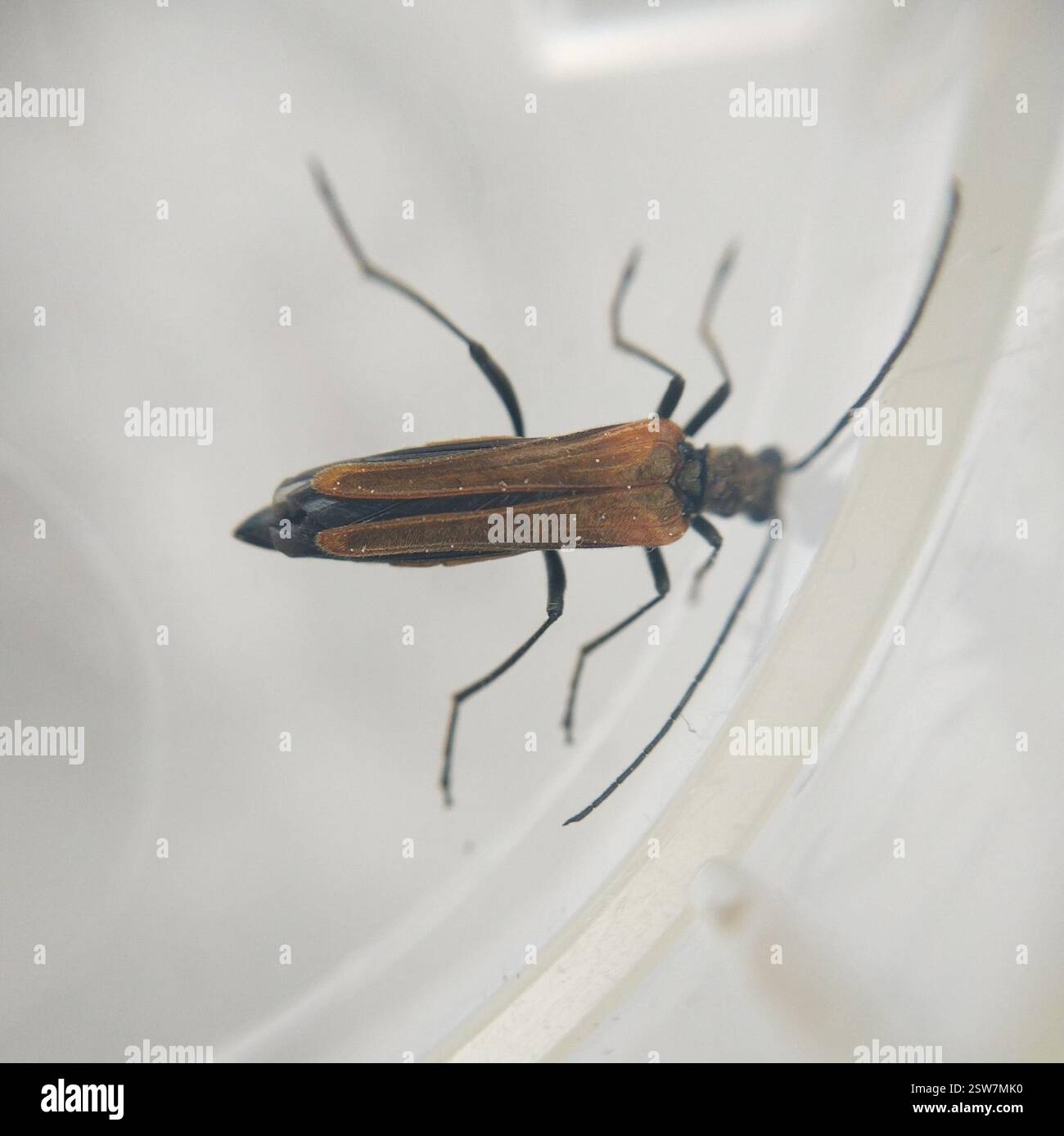 (Oedemera femorata), Insecta, Kosanin dol, Pancharevo, Bulgaria Stock ...