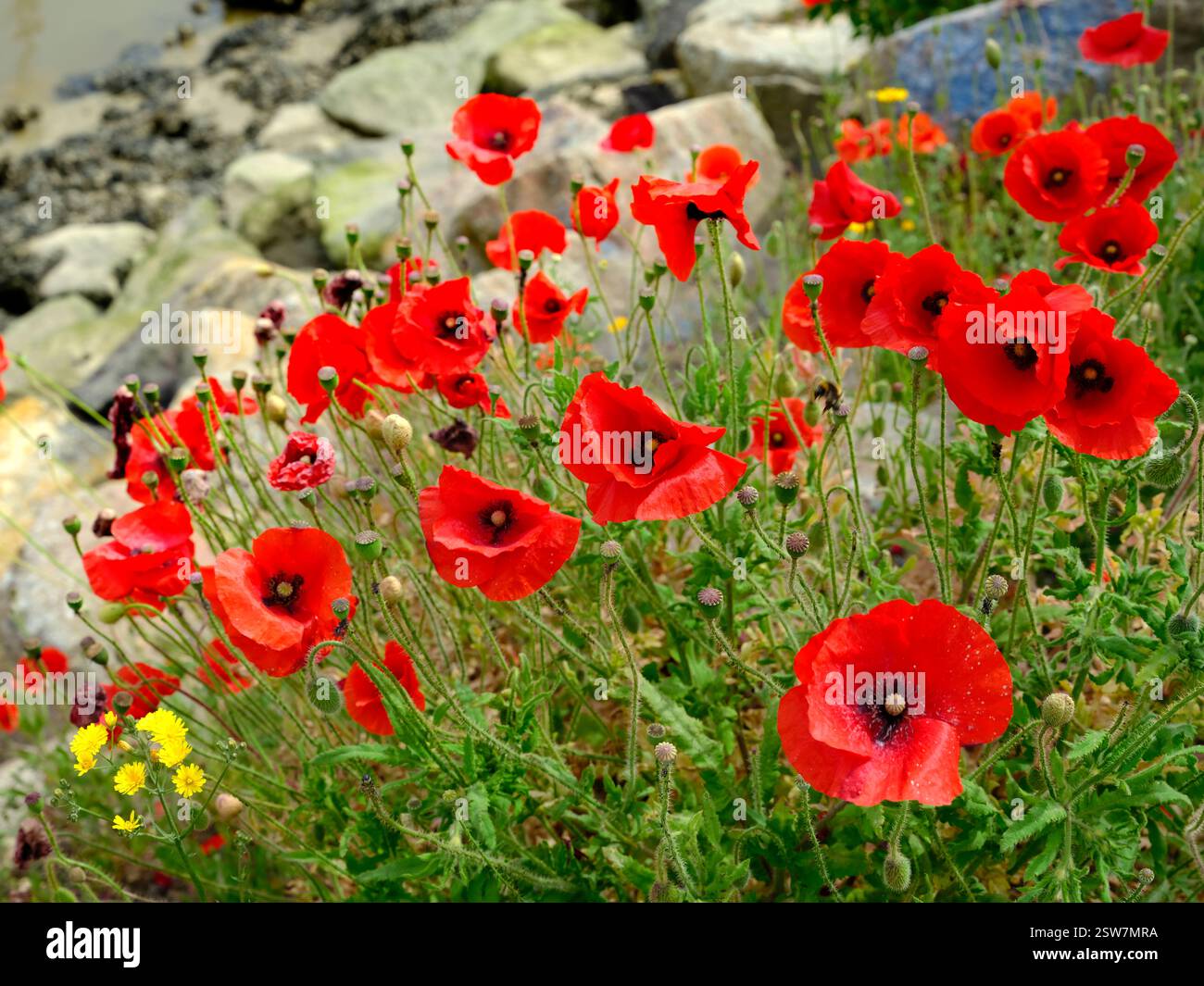 Flowering meadow papaver rhoeas hi-res stock photography and images - Alamy