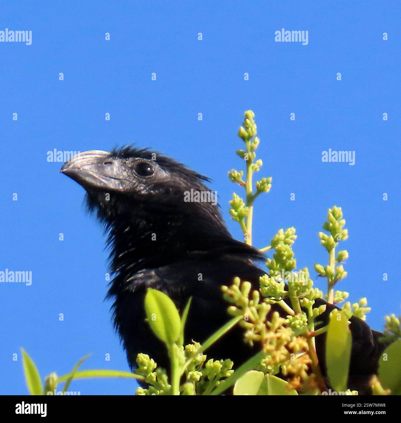 Groove-billed Ani (Crotophaga sulcirostris), Aves, Vía Antón - El Valle ...