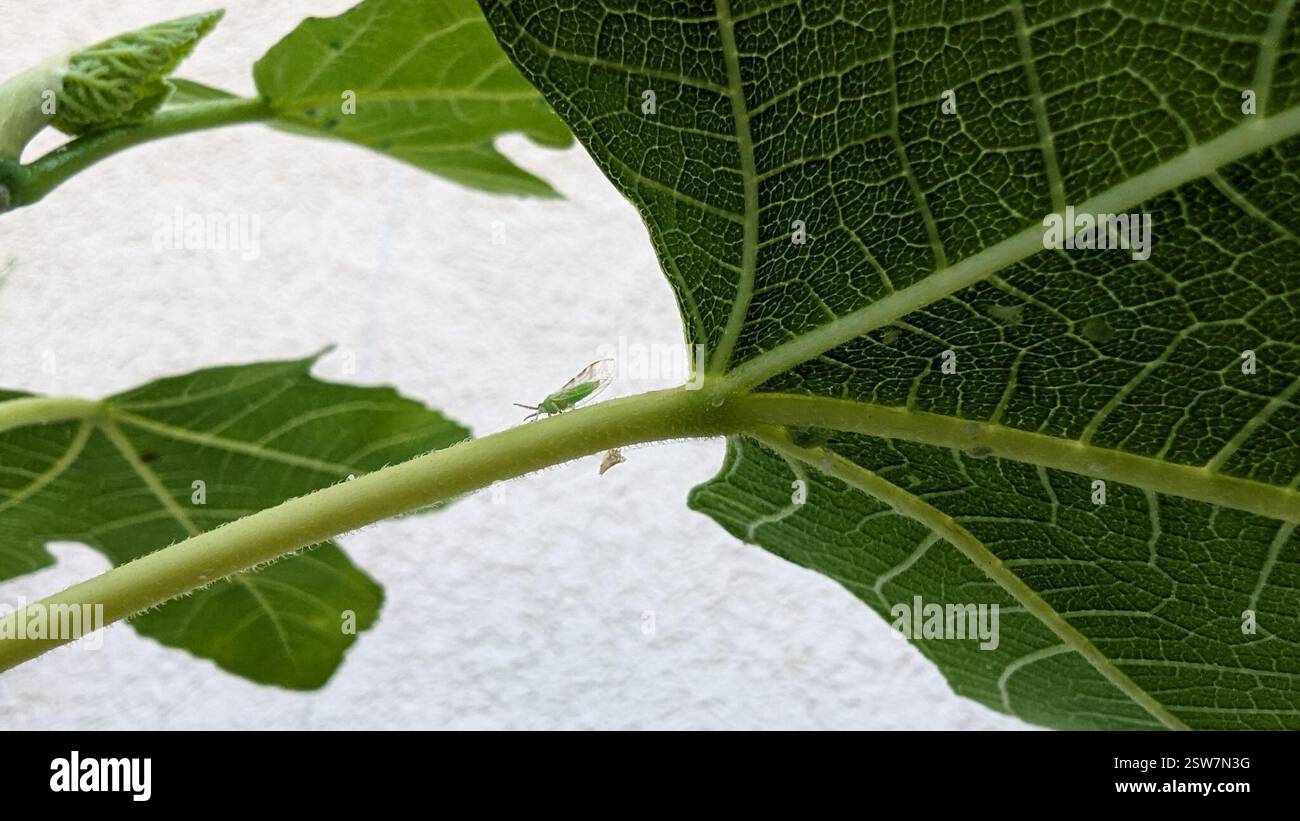 Psylloids (Psylloidea), Insecta, Weissenbühl, Bern, Switzerland, On ...