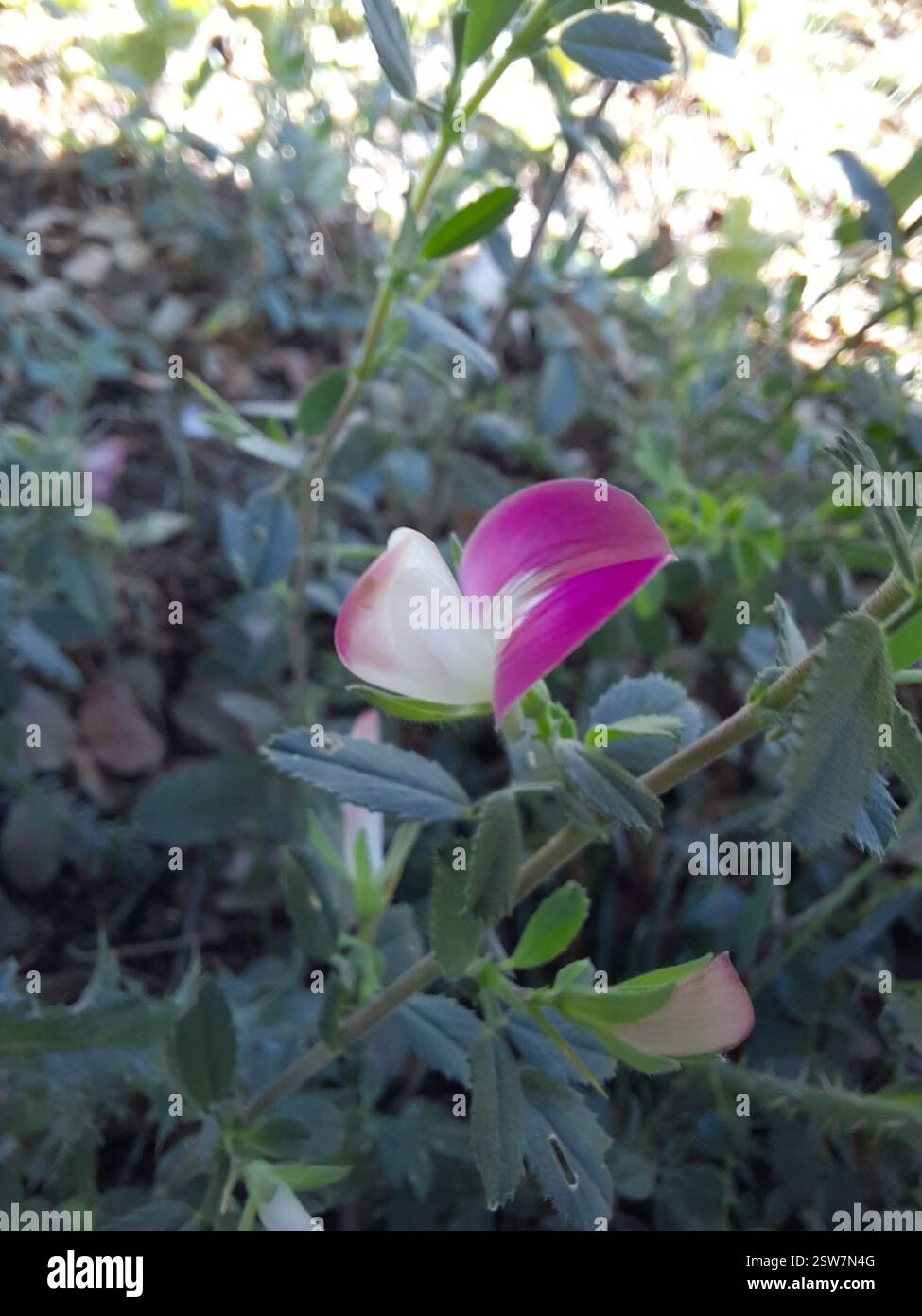 Spiny restharrow (Ononis spinosa), Plantae, 28794 Guadalix de la Sierra ...