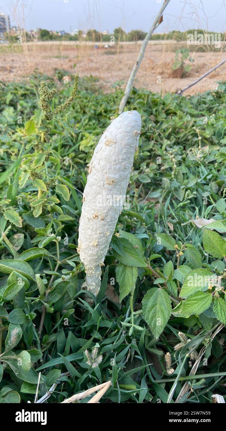 Termite Inkcaps (Podaxis), Fungi, Ahmadabad, IN-GJ, IN Stock Photo - Alamy
