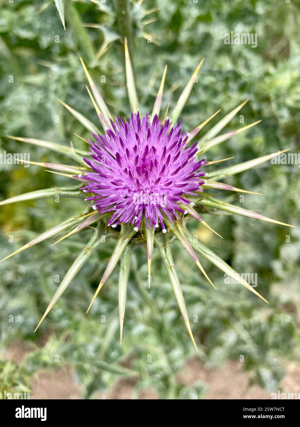 milk thistle (Silybum marianum), Plantae, Henry W. Coe State Park ...