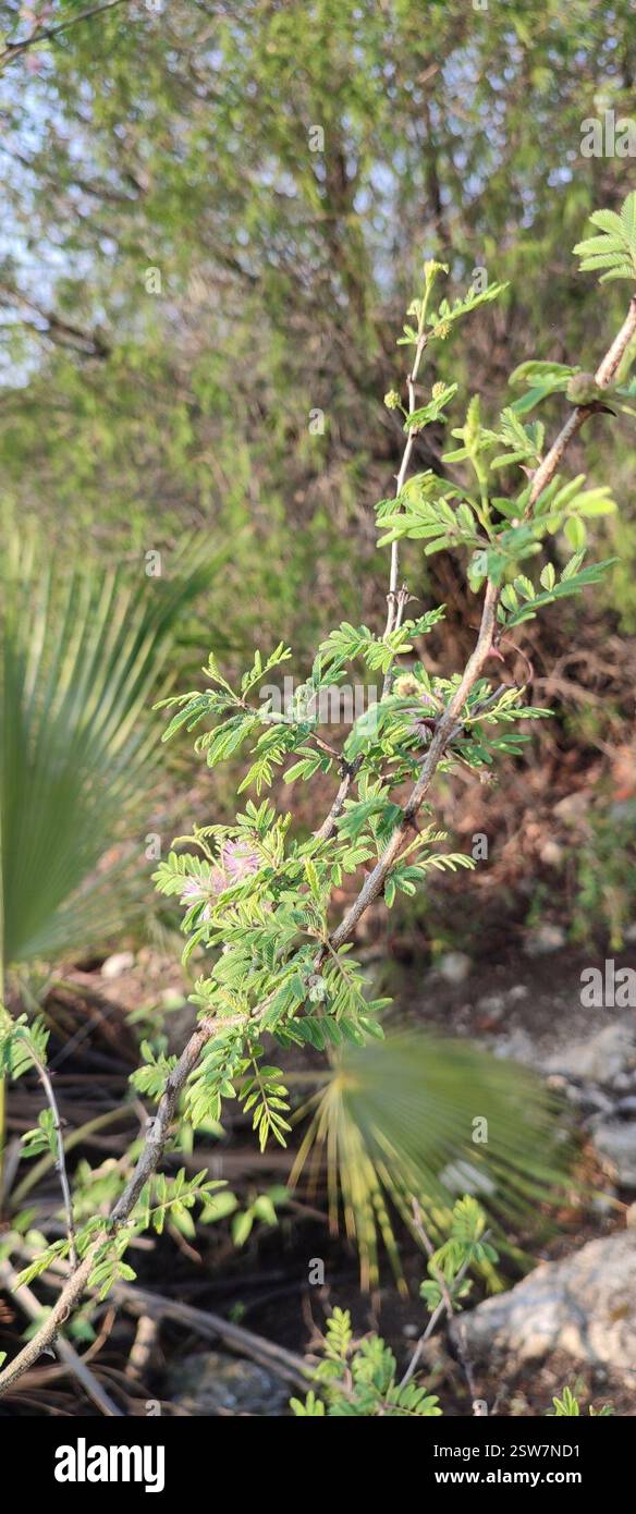 Mimosa lacerata hi-res stock photography and images - Alamy