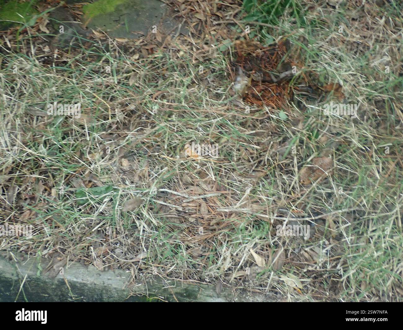 Bermuda grass (Cynodon dactylon), Plantae, Greenhithe, North Auckland ...