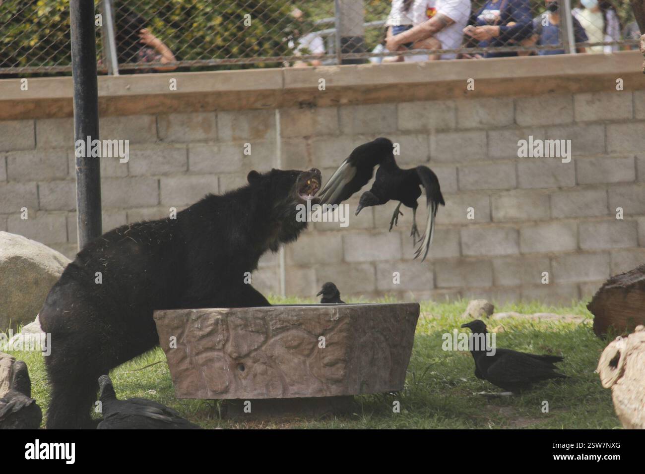 Black Vulture (Coragyps atratus), Aves, Parque de las Leyendas, San Miguel, Lima, Perú Stock ...