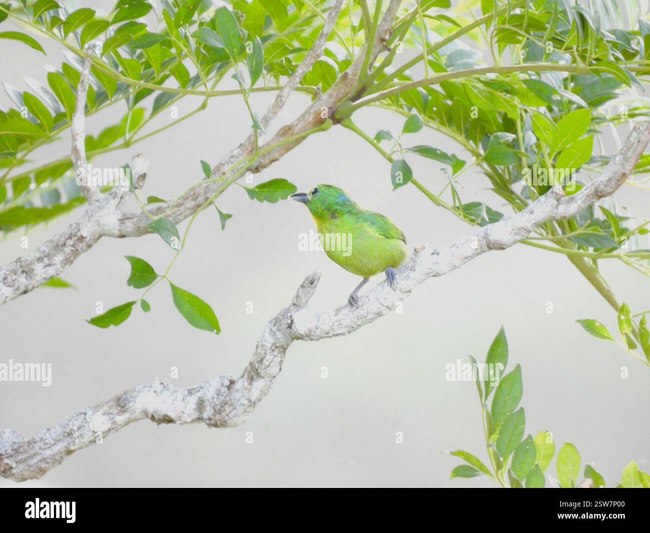 Green Shrike-Vireo (Vireolanius pulchellus), Aves, Panama Stock Photo ...