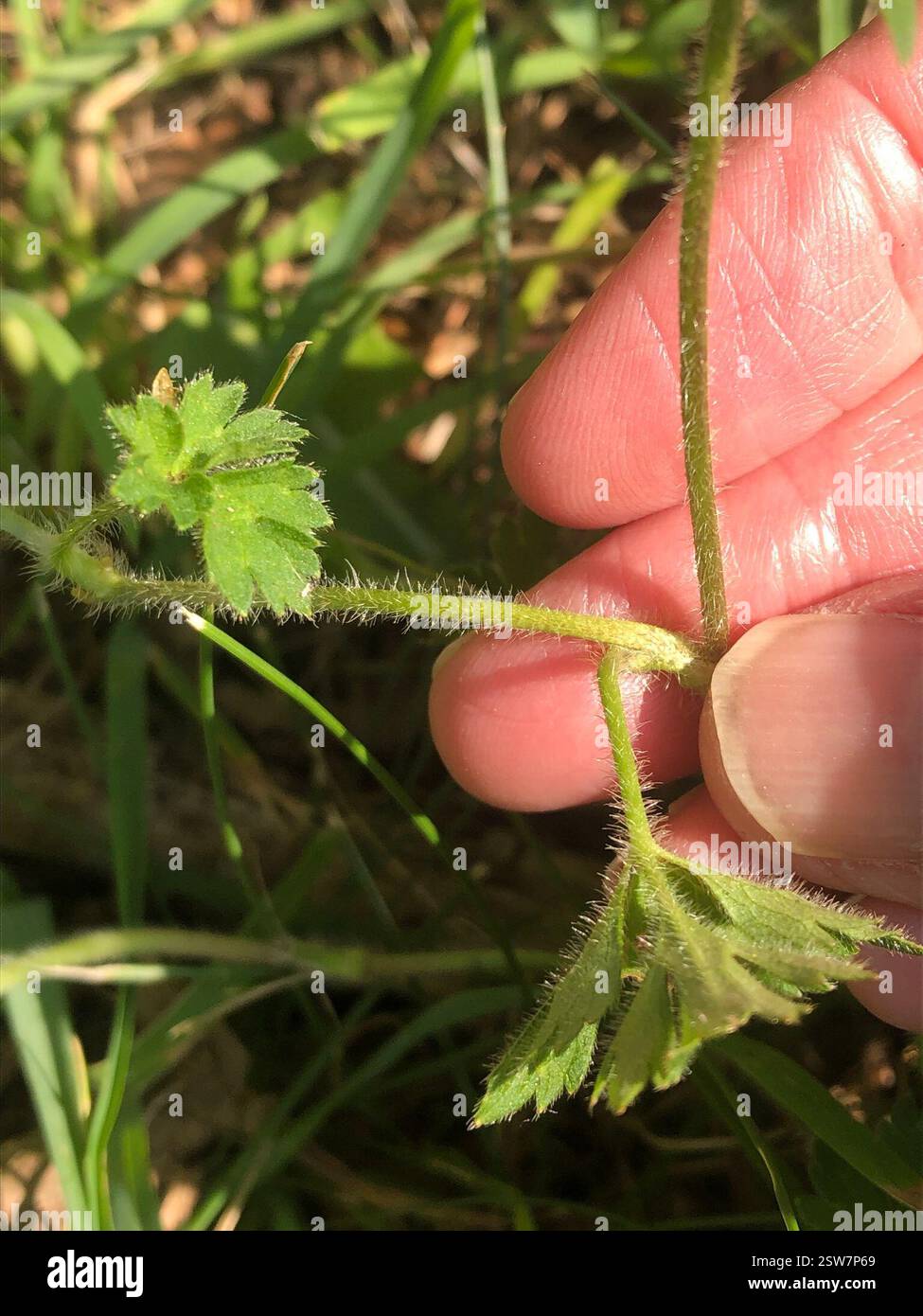 Creeping buttercup (Ranunculus repens), Plantae, Hopton Wafers CP ...