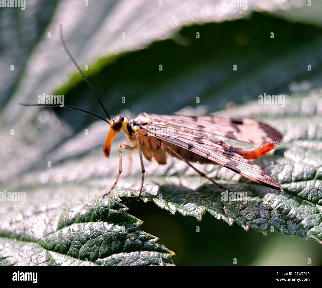 Common European Scorpionfly (Panorpa communis), Insecta, Wheldrake Ings ...