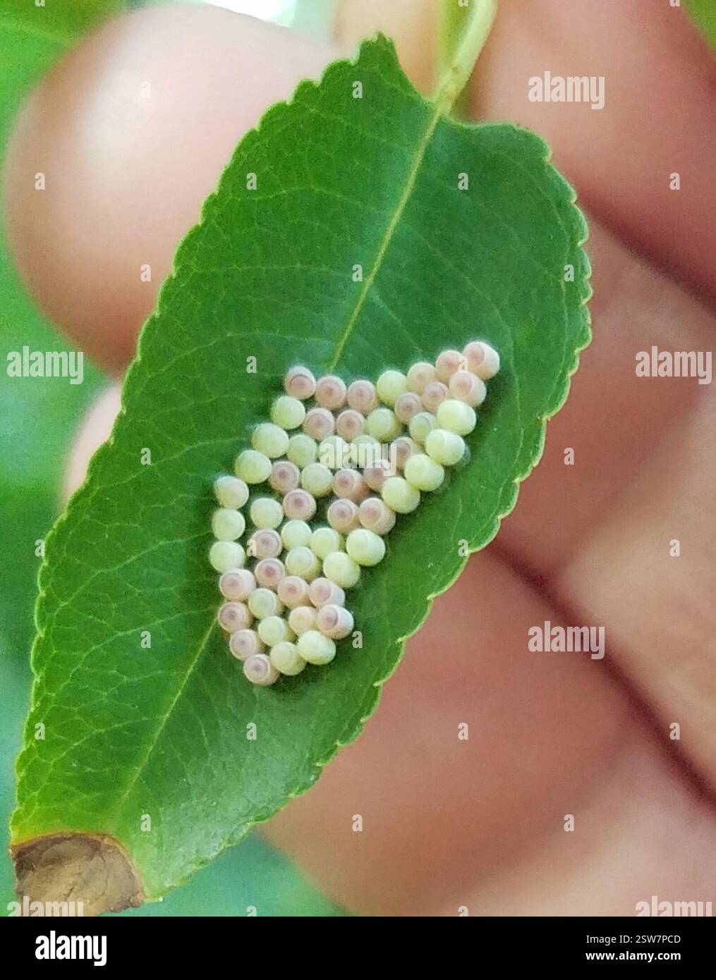 Stink Bugs (Pentatomidae), Insecta, Webster Groves, MO, USA, Two ...