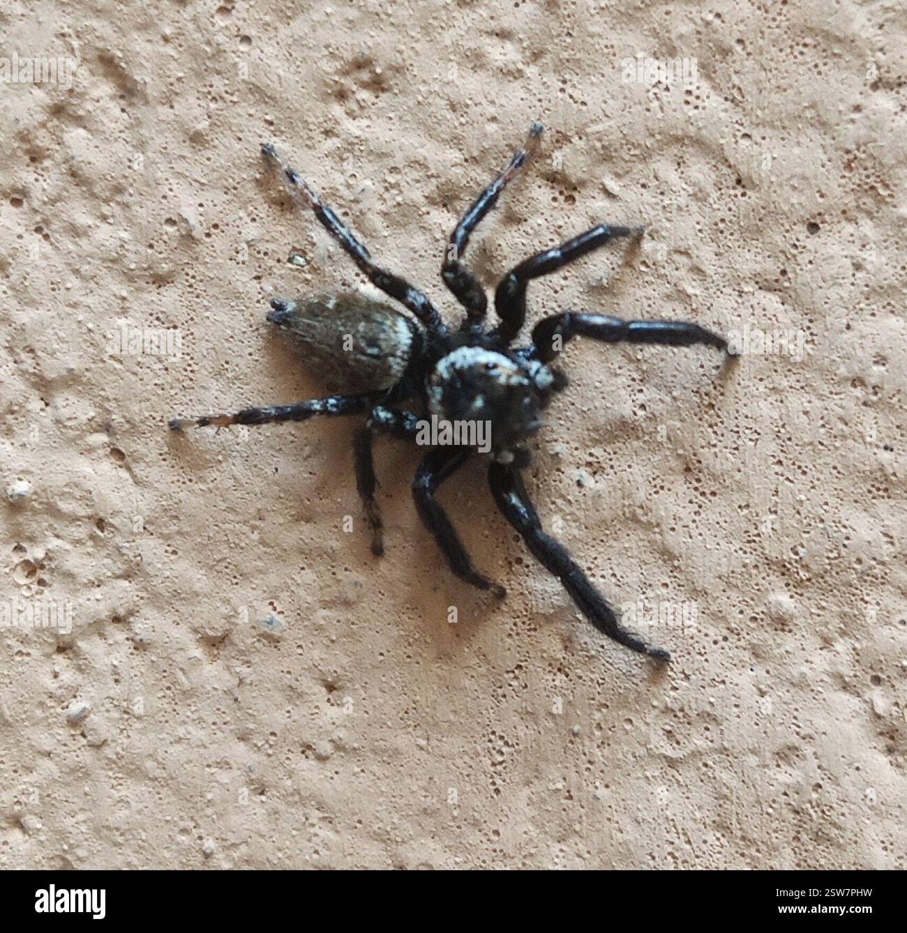 Mediterranean white-banded spider (Evarcha jucunda), Arachnida, Modena ...
