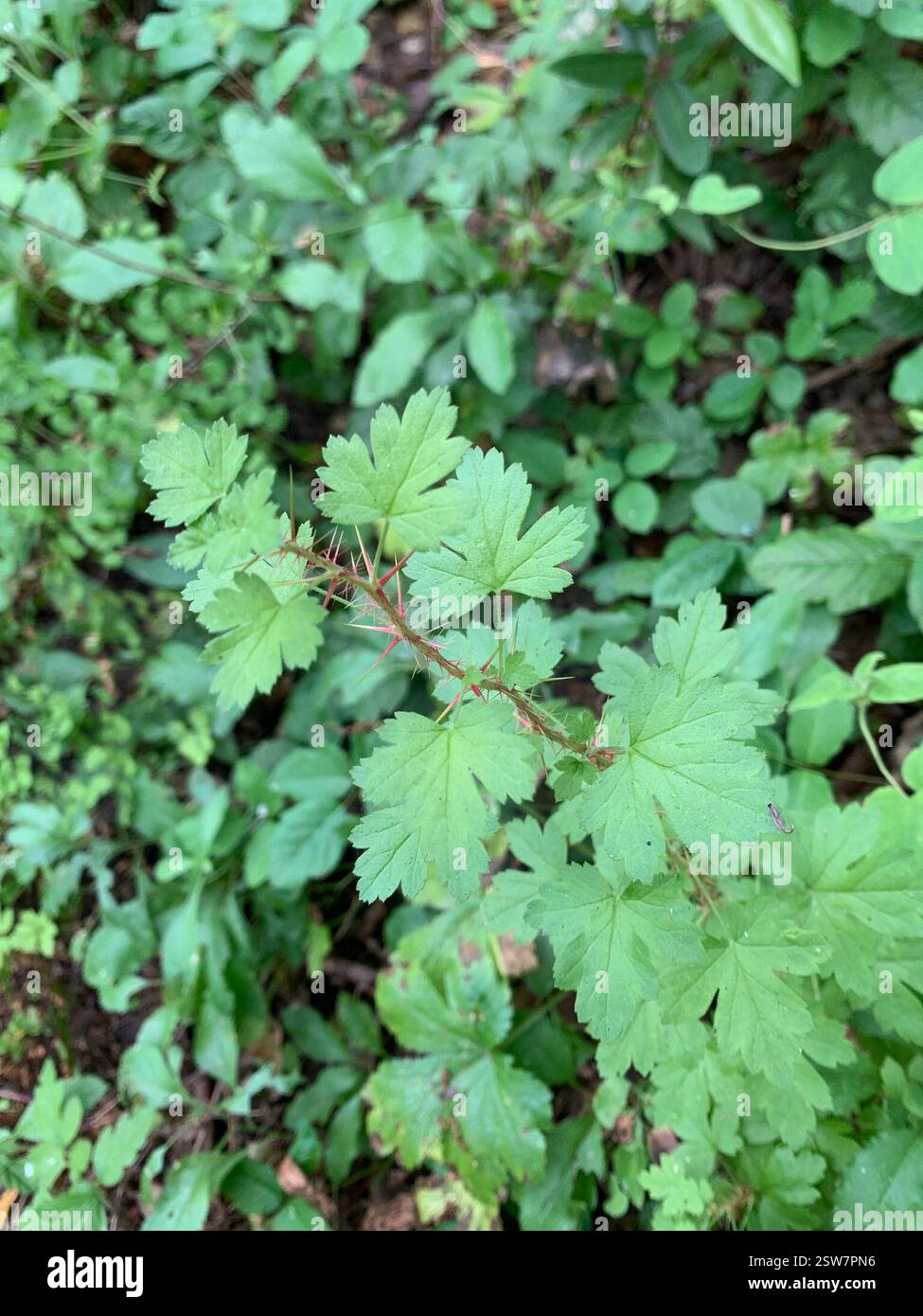 Pioneer gooseberry hi-res stock photography and images - Alamy