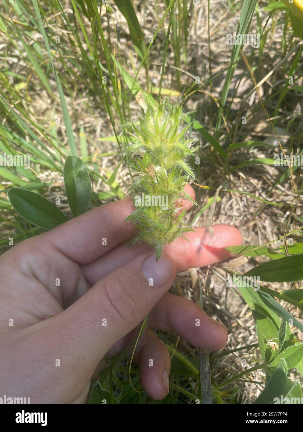 breadroot scurf pea (Pediomelum esculentum), Plantae, Glenwood, MN, US ...