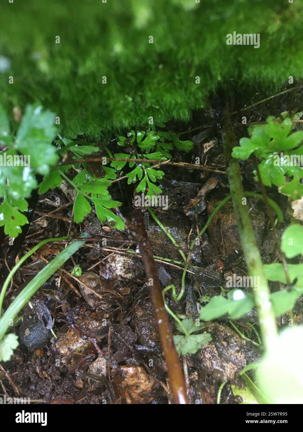 ferns (Polypodiopsida), Plantae, Greenhithe, North Auckland, NZ, the ...