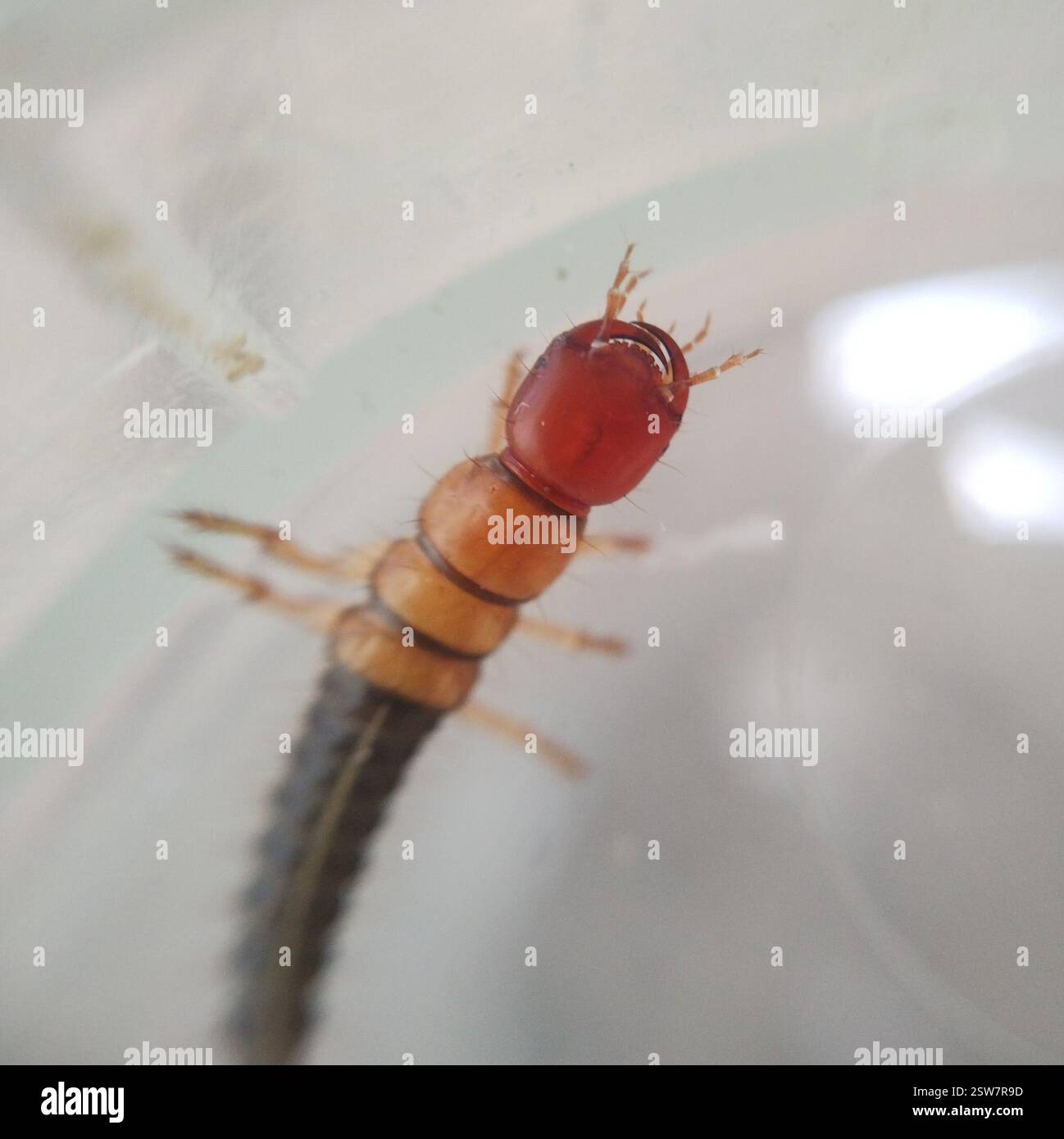 (Staphylinus caesareus), Insecta, Kosanin dol, Pancharevo, Bulgaria ...
