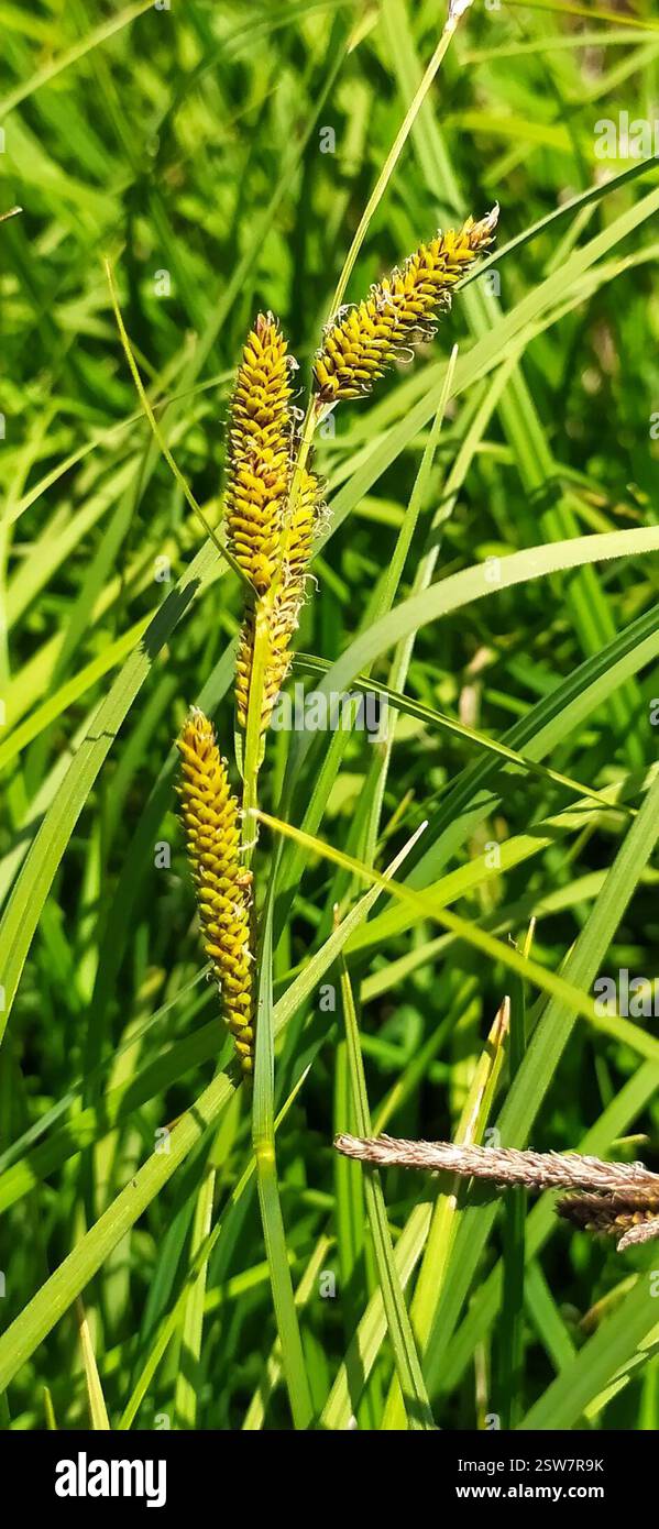 Slender tufted sedge carex acuta hi-res stock photography and images ...
