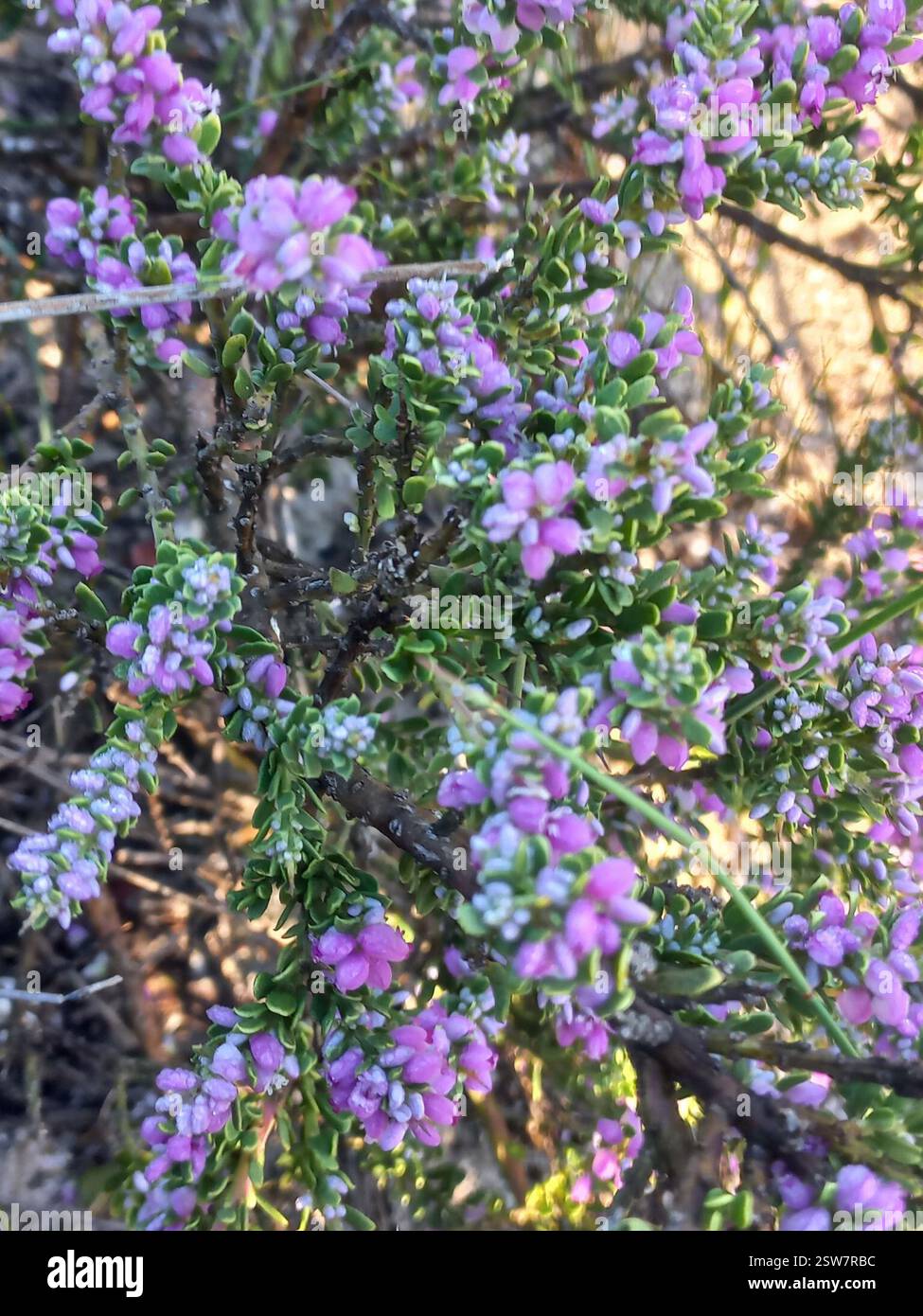 tortoise berry (Muraltia spinosa), Plantae, Mitchells Plain, Cape Town ...