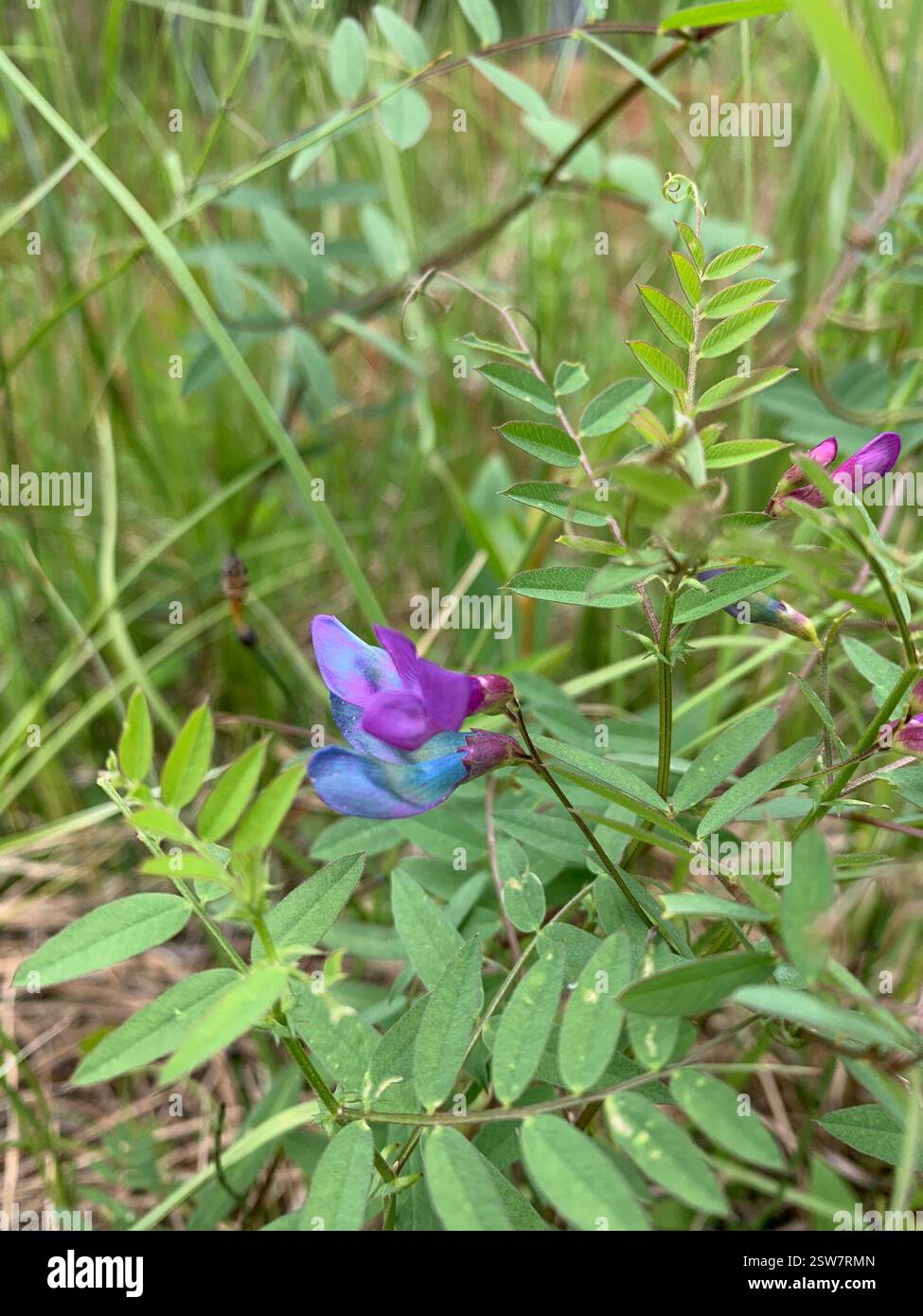 American vetch (Vicia americana), Plantae, Grande Prairie County No. 1 ...