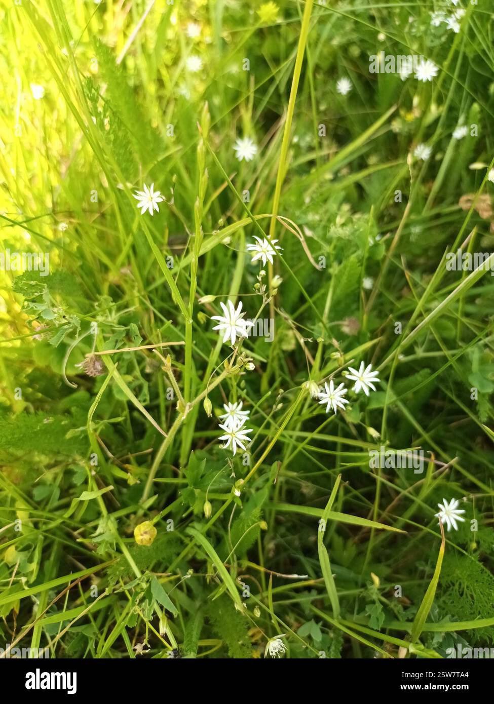 lesser stitchwort (Stellaria graminea), Plantae, British Antarctic ...